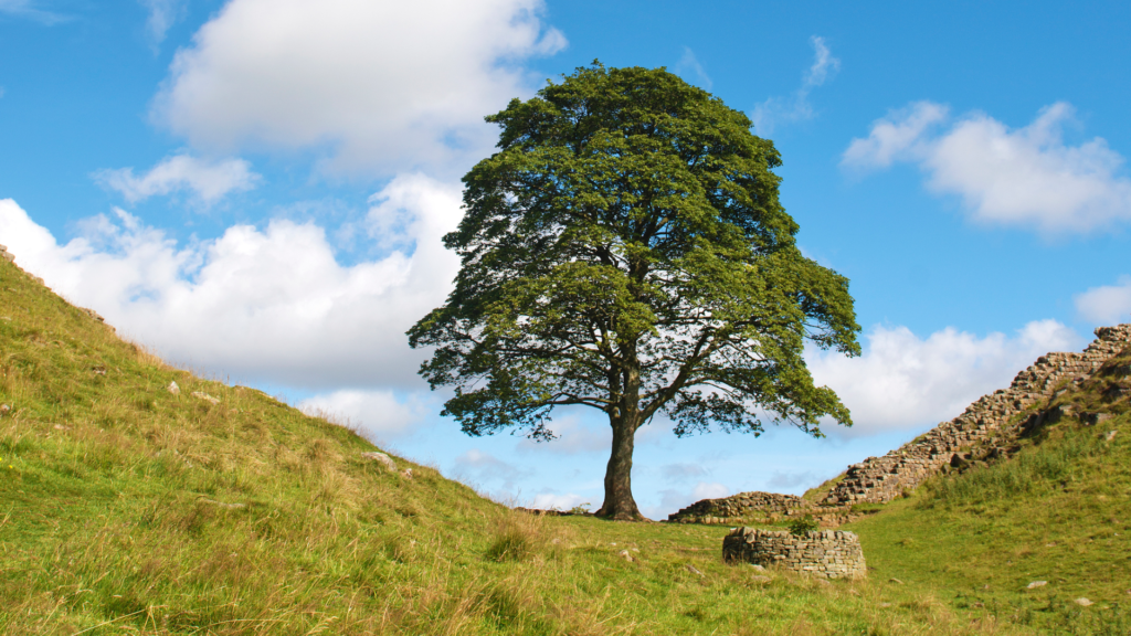 Coming Home - Experience The Legacy Of Sycamore Gap - Chesters Stables ...
